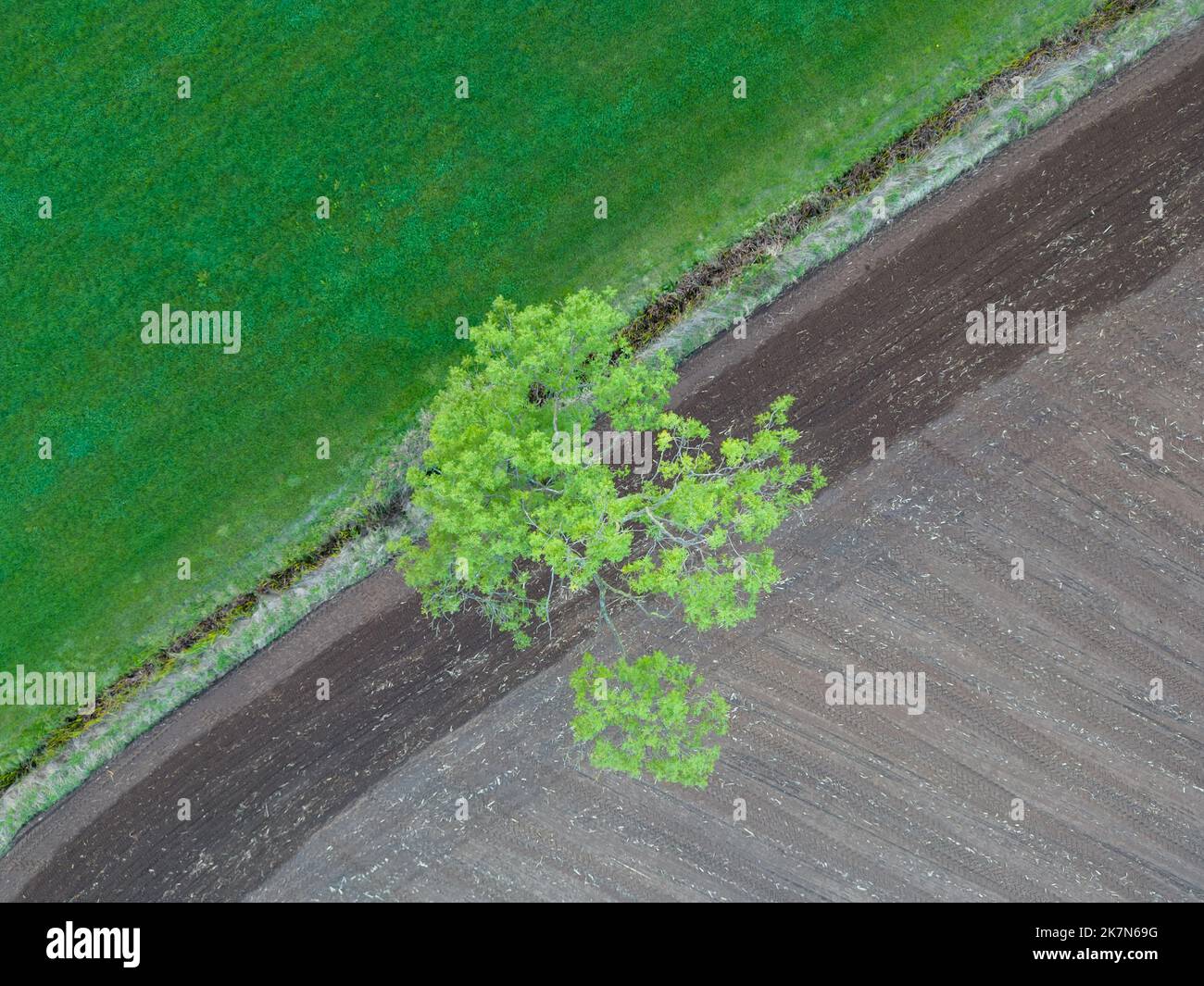 Drone photo of a fresh bright green wheat field separated from a ...