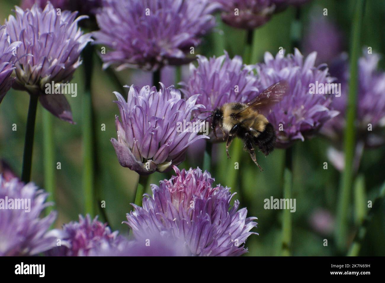 Bombus affinis hi-res stock photography and images - Alamy