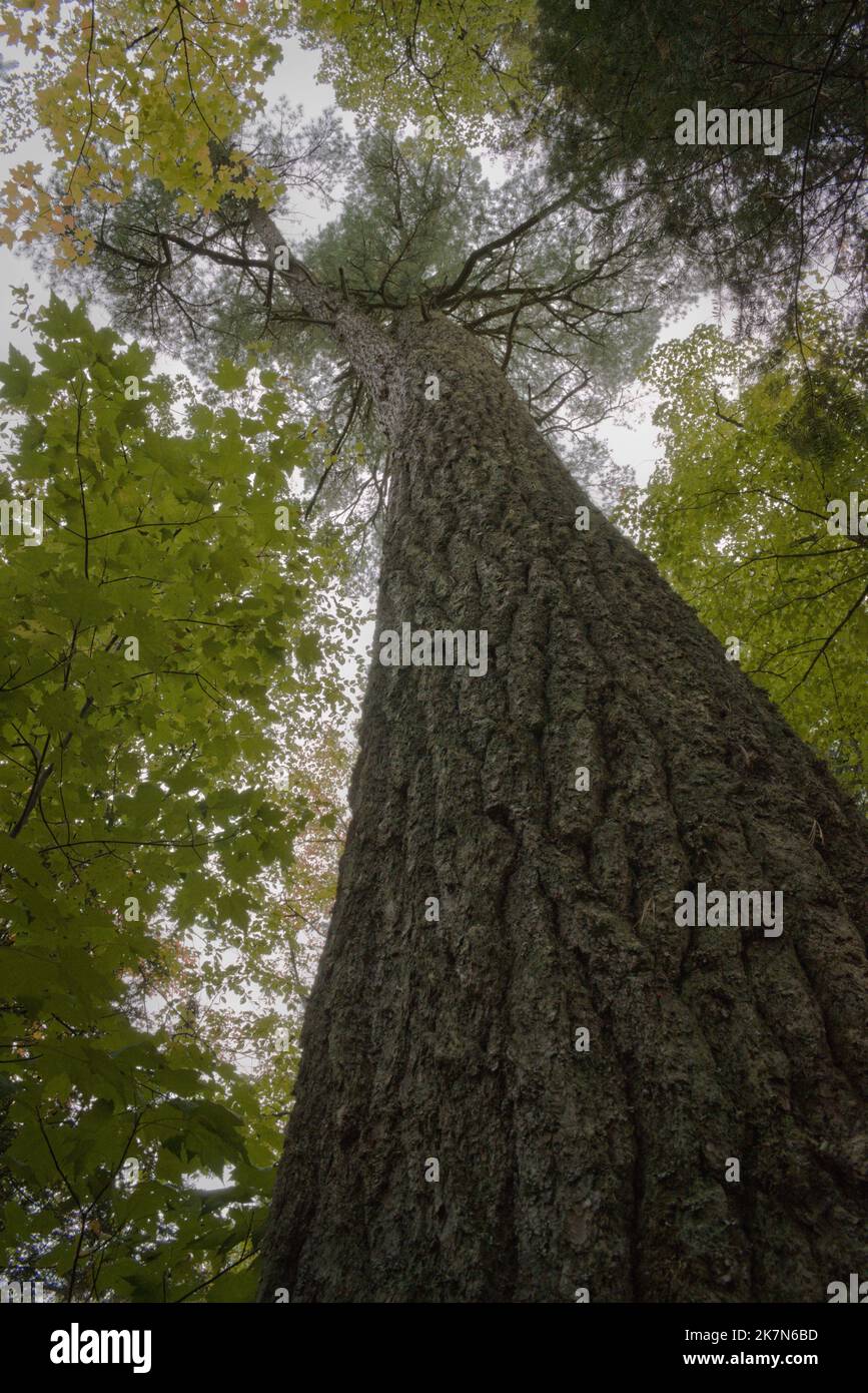 A vertical undershot of white pine with leaves and sky background Stock ...