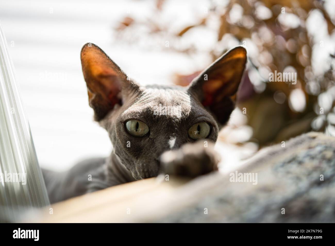 Black sphinx hi-res stock photography and images - Alamy