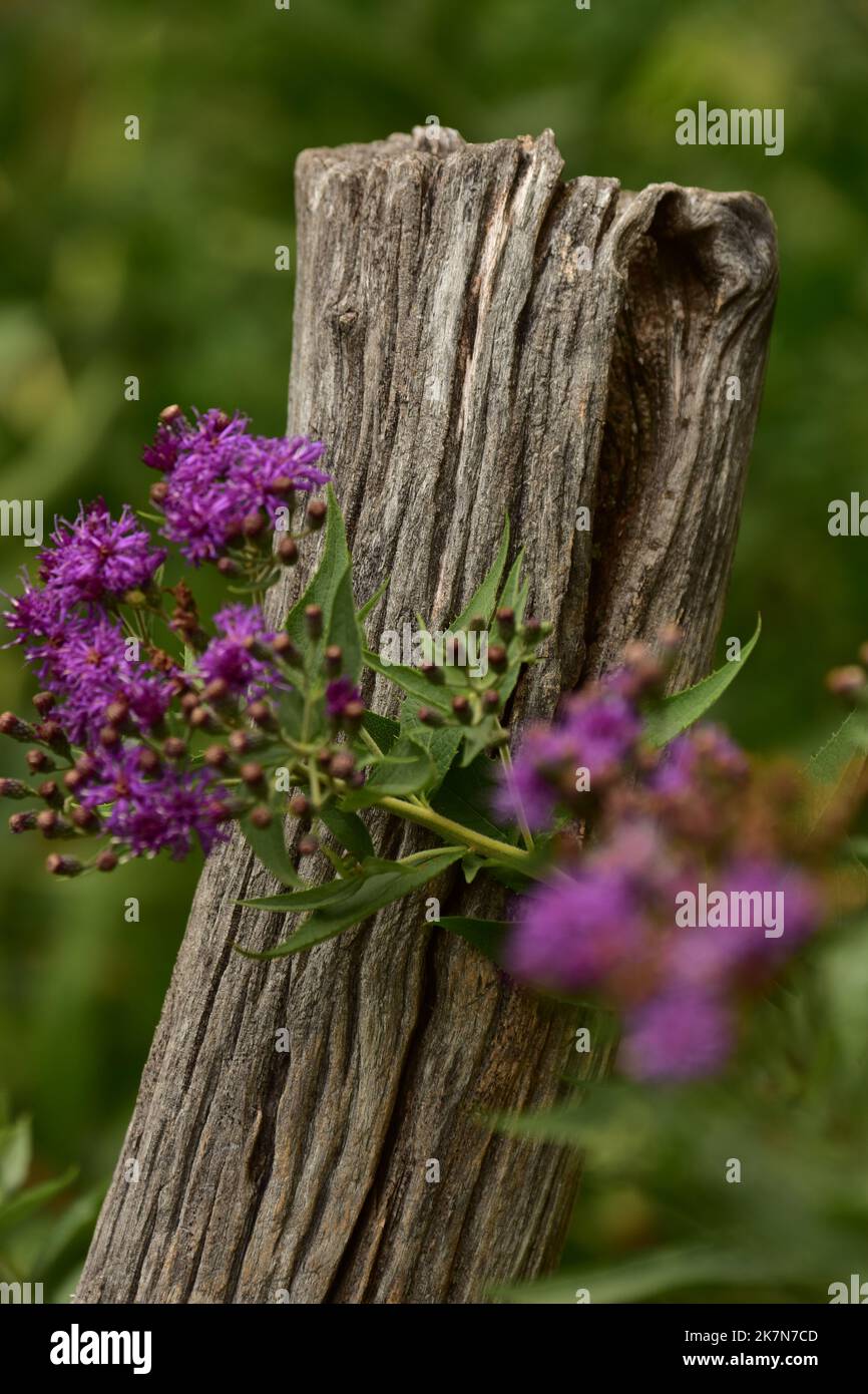 A vertical of purple ironweed on a tree bark Stock Photo - Alamy
