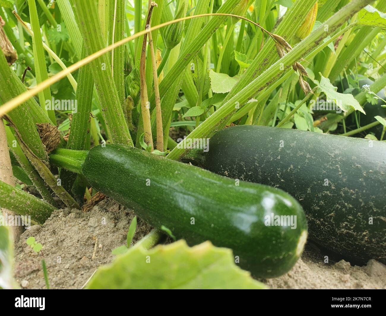 The ripe green zucchini in the vegetable garden Stock Photo - Alamy