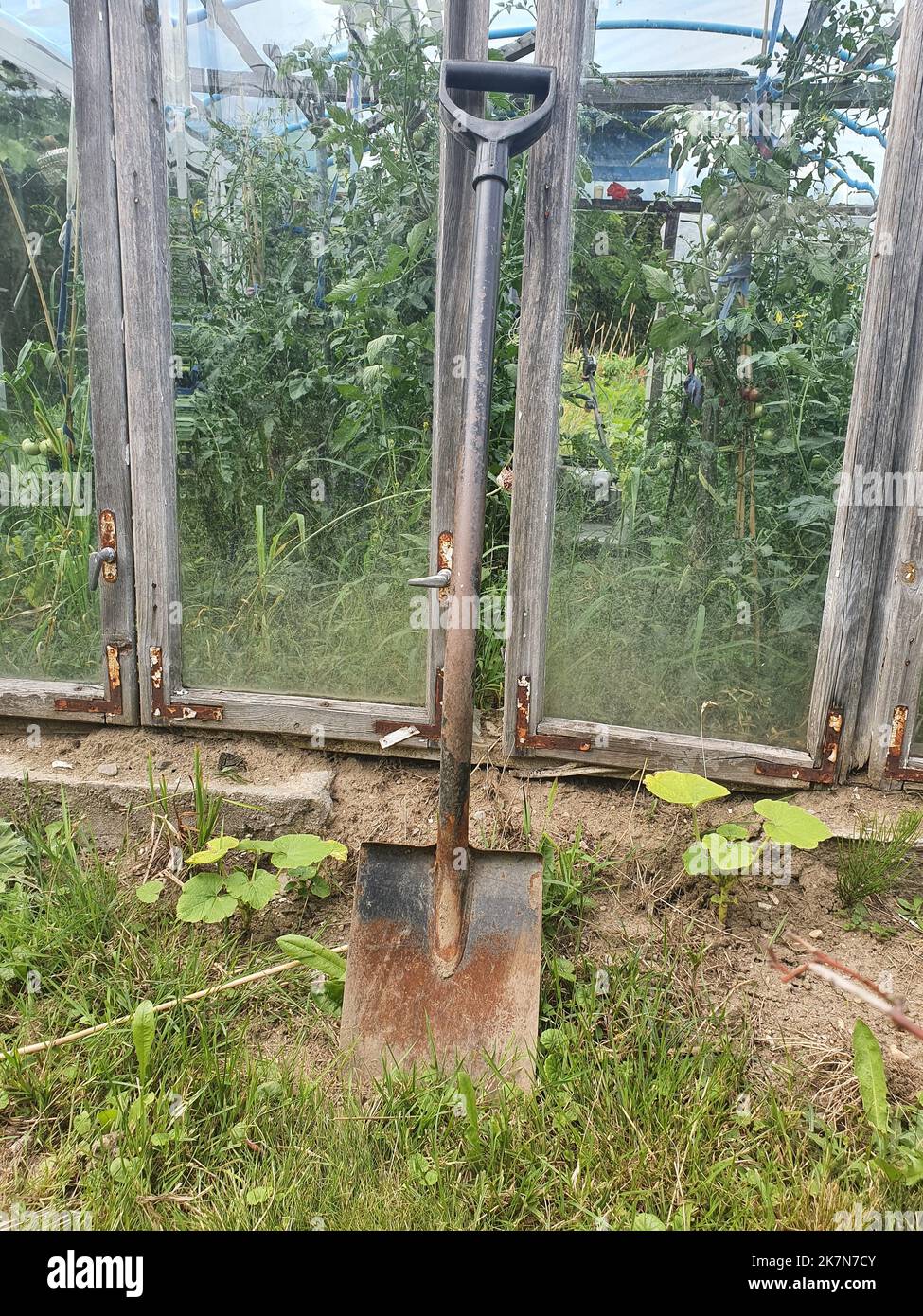A vertical of an old rusty shovel leaning the windows in the yard Stock ...