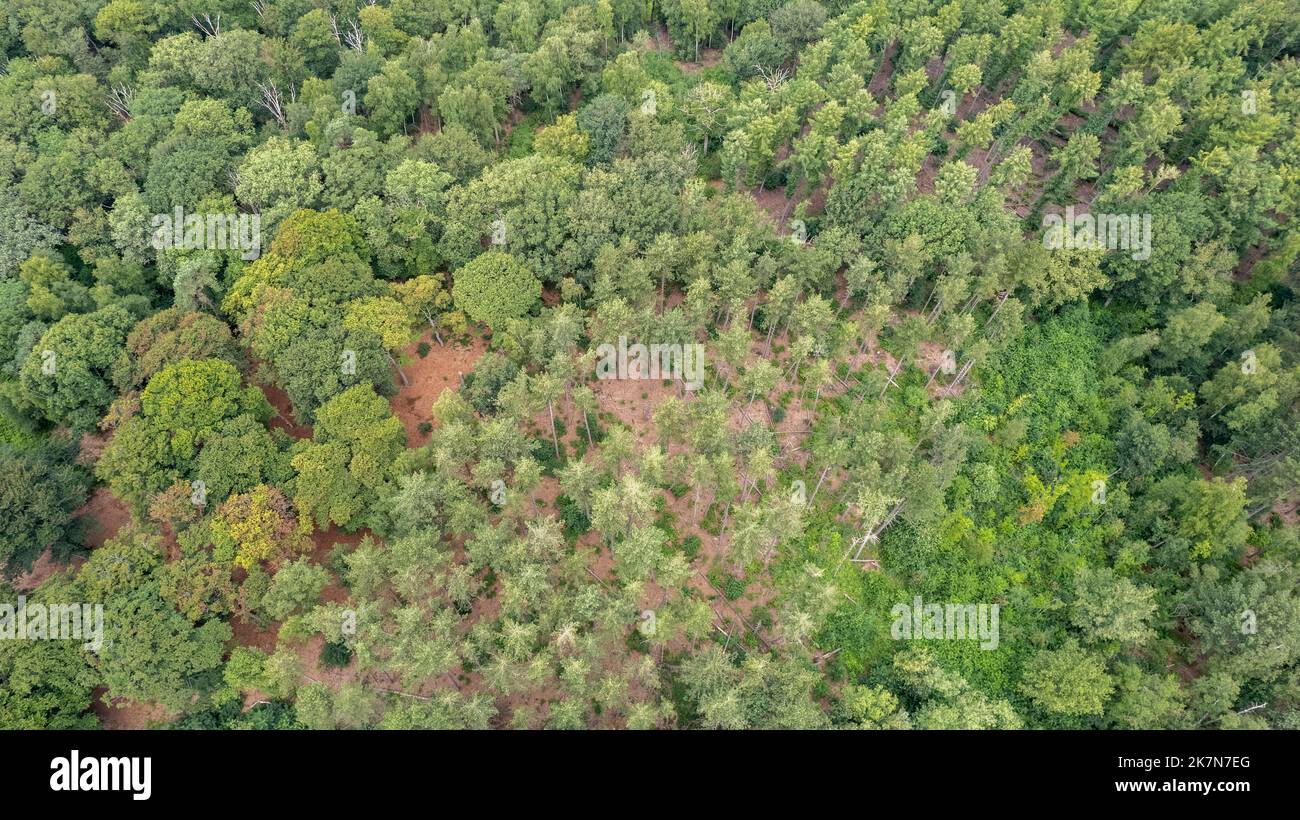 Summer in forest aerial top view. Mixed forest, green deciduous trees ...