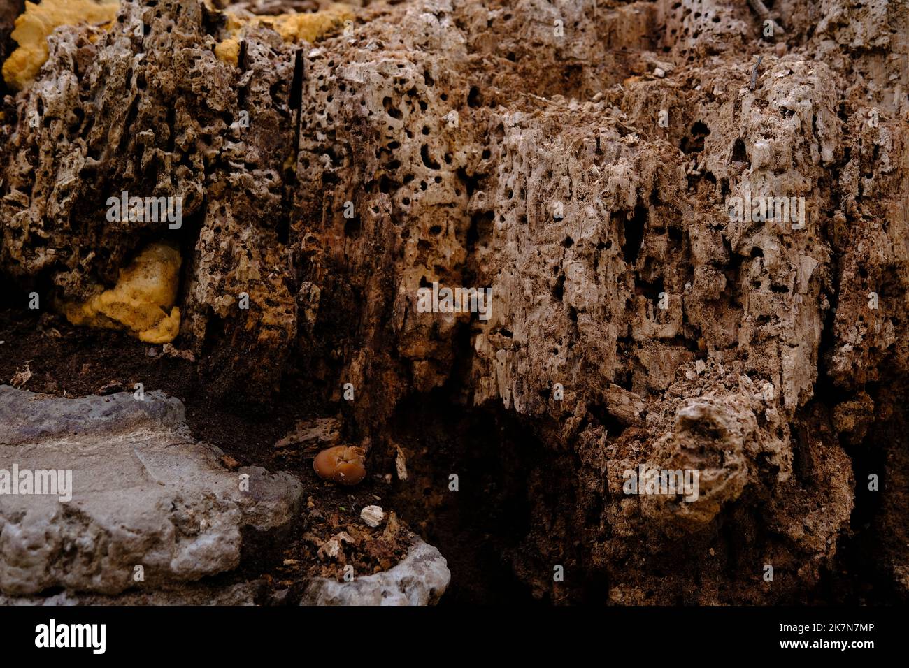Textures and backgrounds : Nest termite,Close up termites, background ...