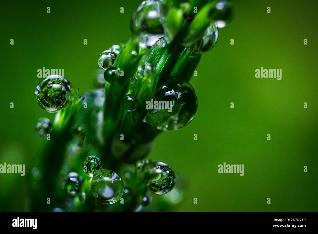 A closeup of big transparent dew drops on green plant on blur green ...