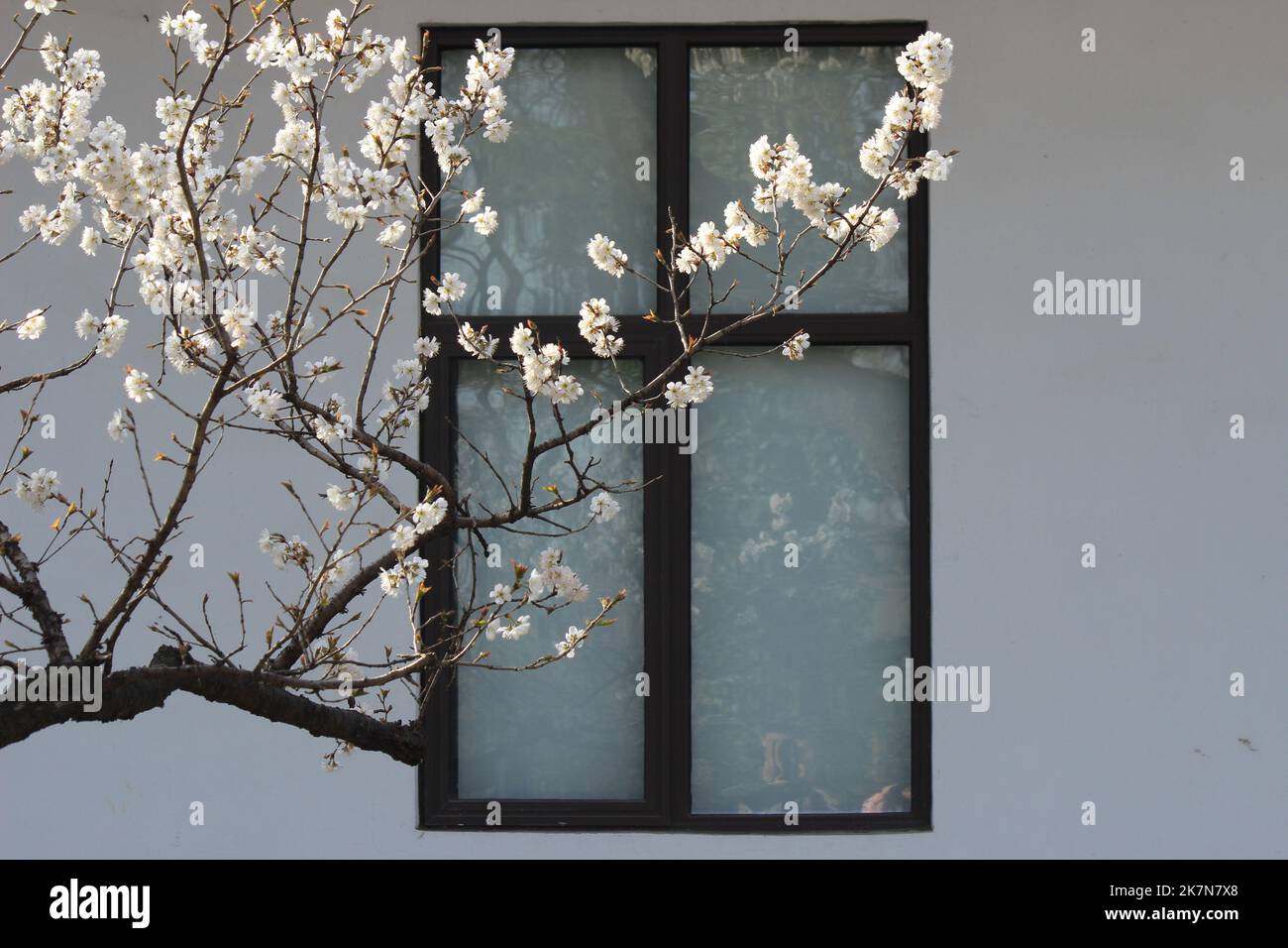 Plum tree in front yard hi-res stock photography and images - Alamy
