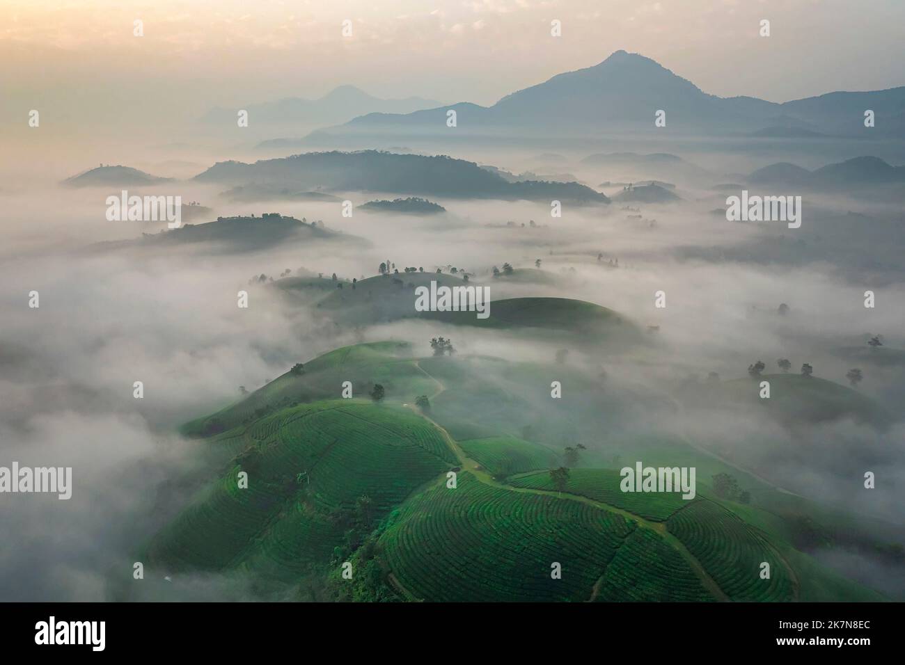 THE TEA PLANTATIONS BACKGROUND , TEA PLANTATIONS IN MORNING LIGHT. LONG ...