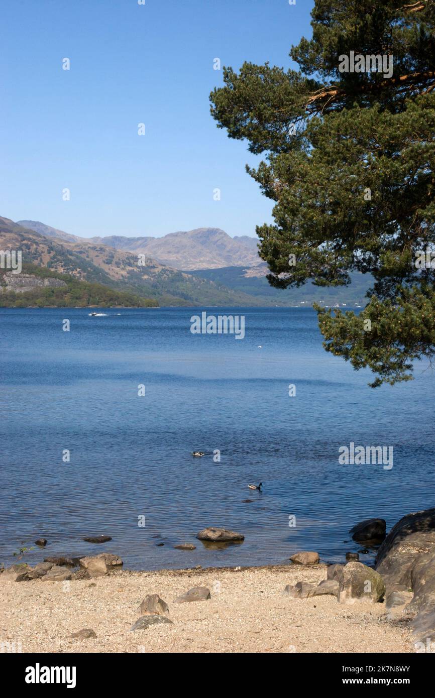Eastern shore of Loch Lomond at Rowardennan, Scotland Stock Photo - Alamy