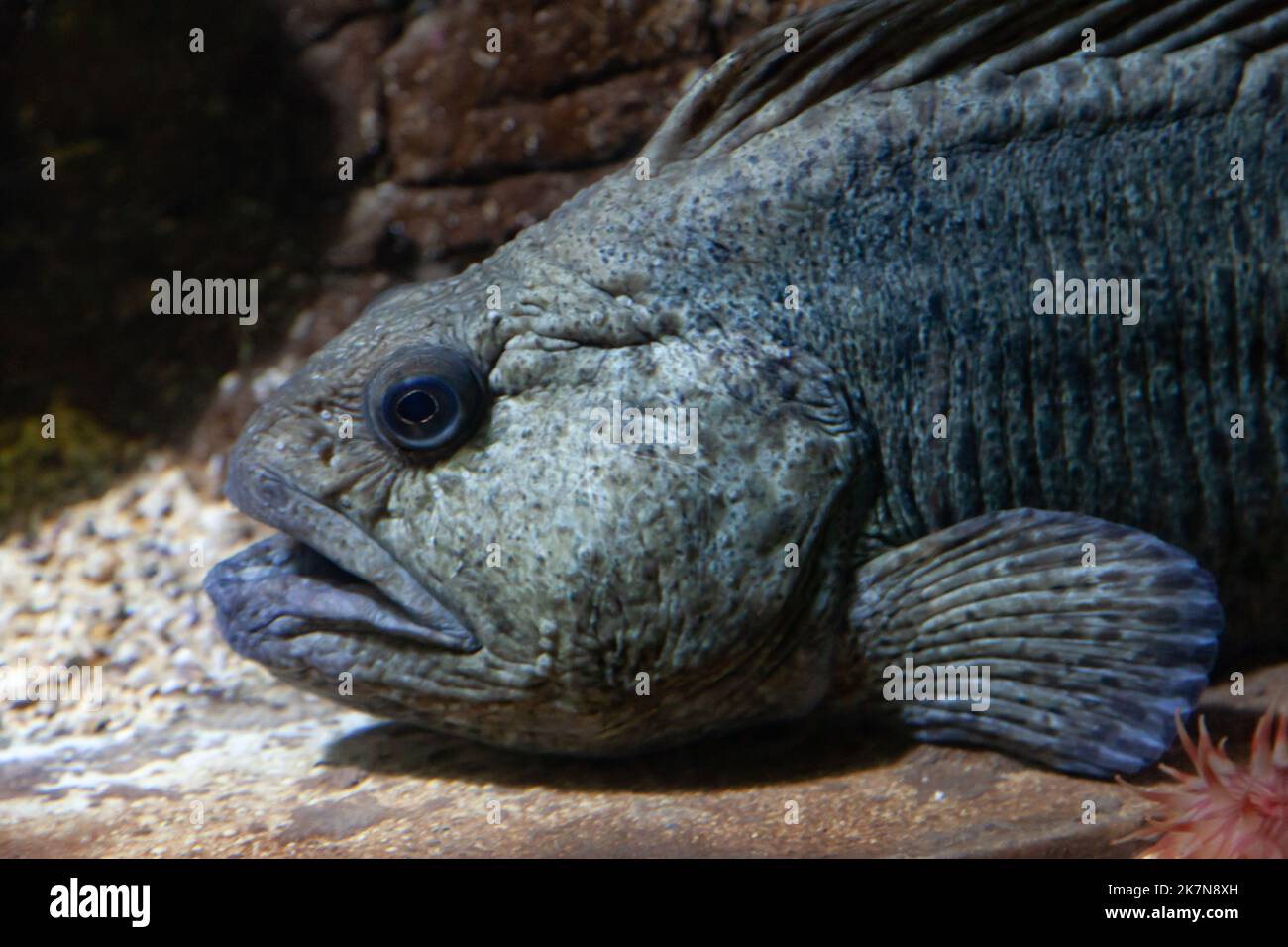 Piscatorius hi-res stock photography and images - Alamy