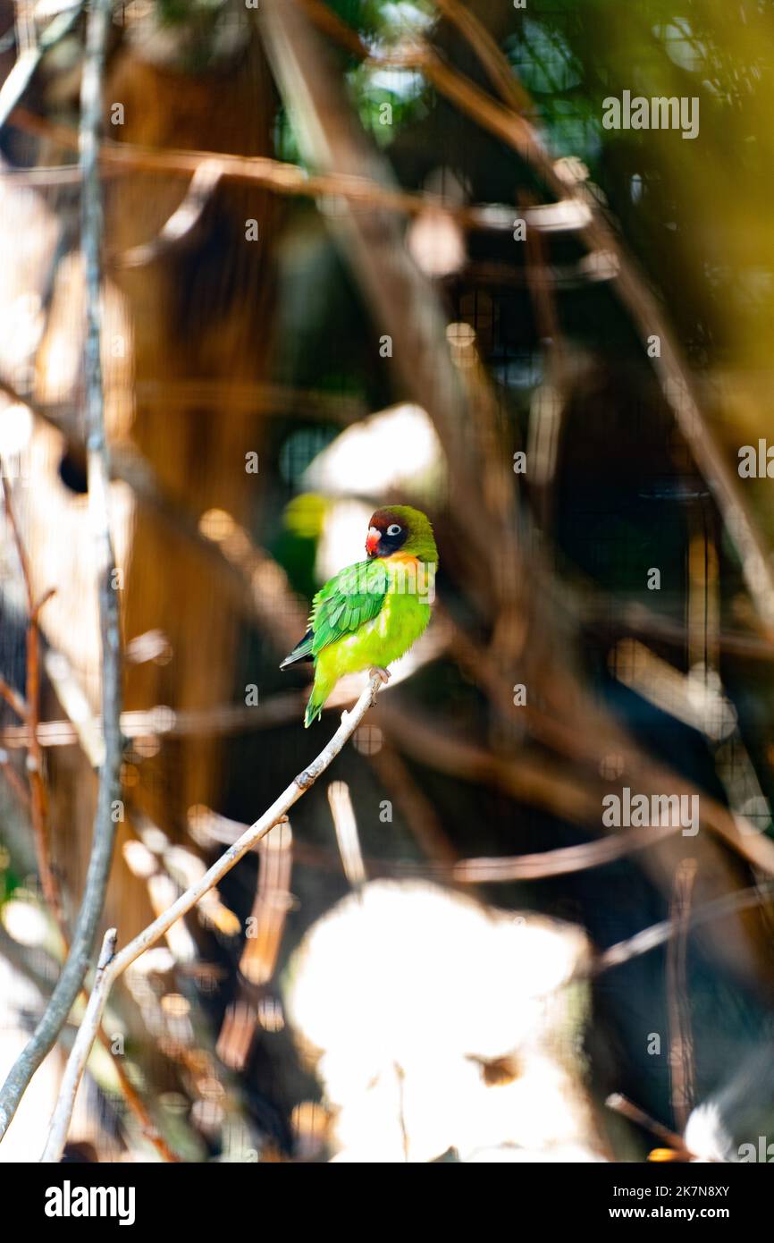 A vertical of a black-cheeked lovebird perched on a tree branch Stock ...