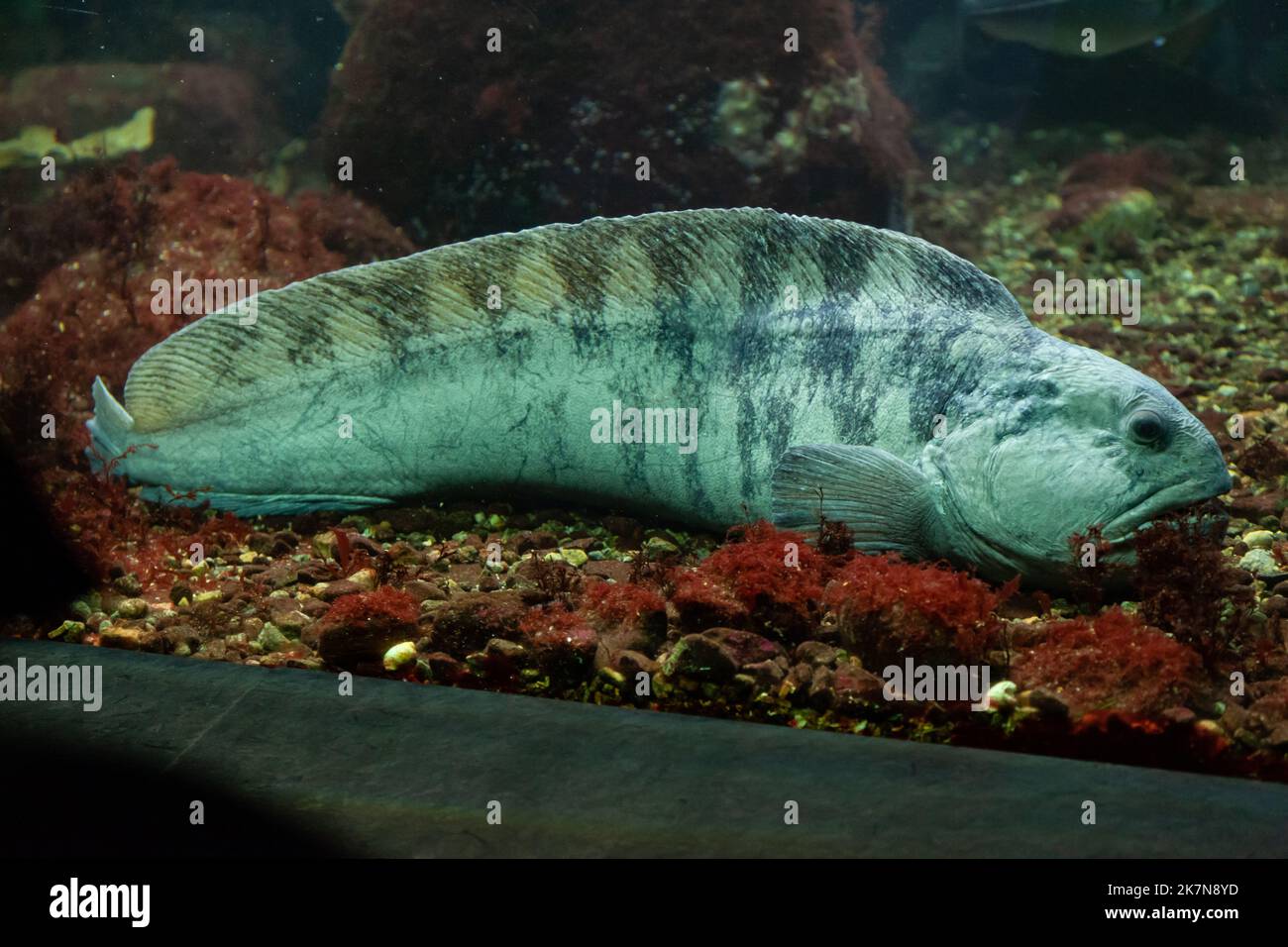 Piscatorius hi-res stock photography and images - Alamy
