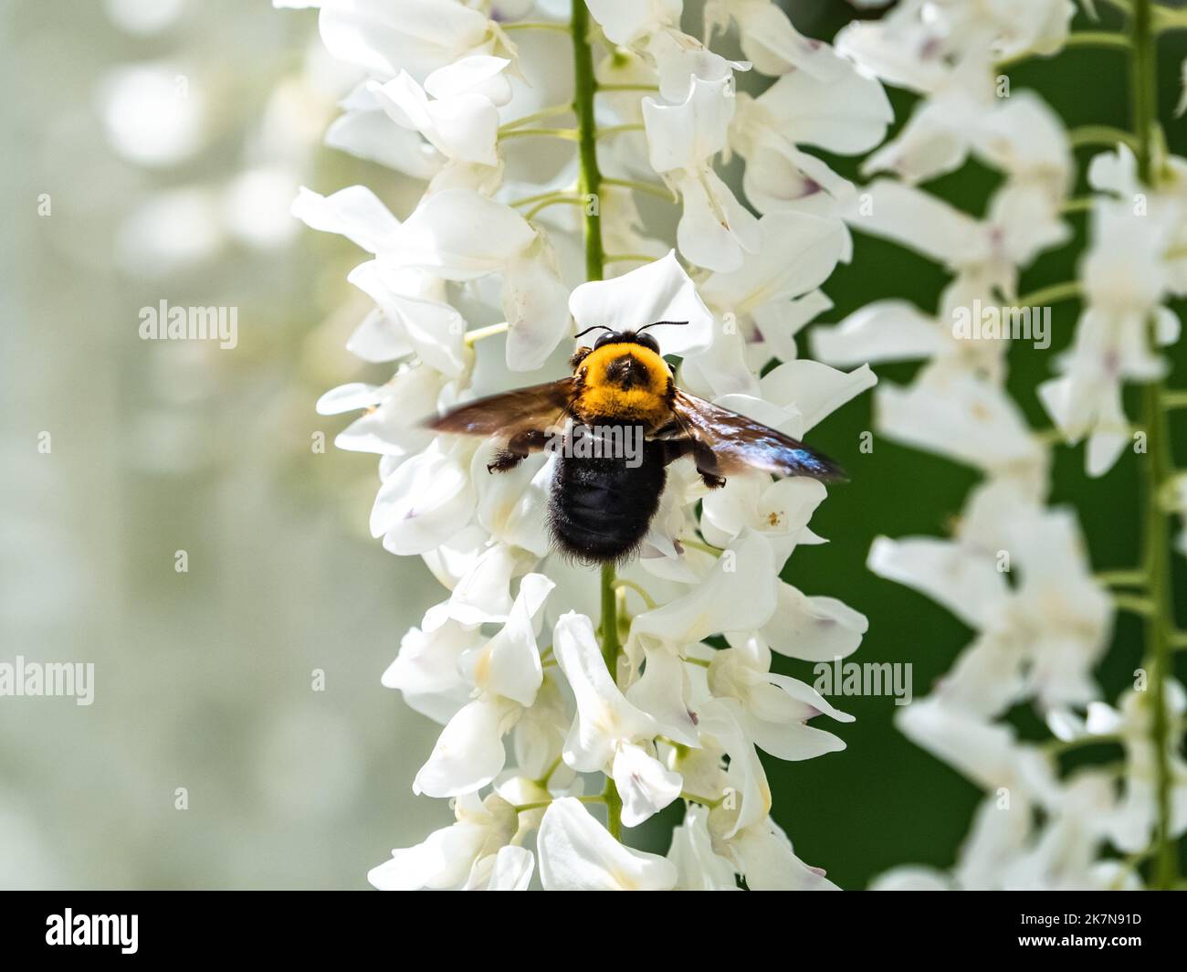 A selective shot of the back of Japanese Carpenter Bee (Xylocopa ...