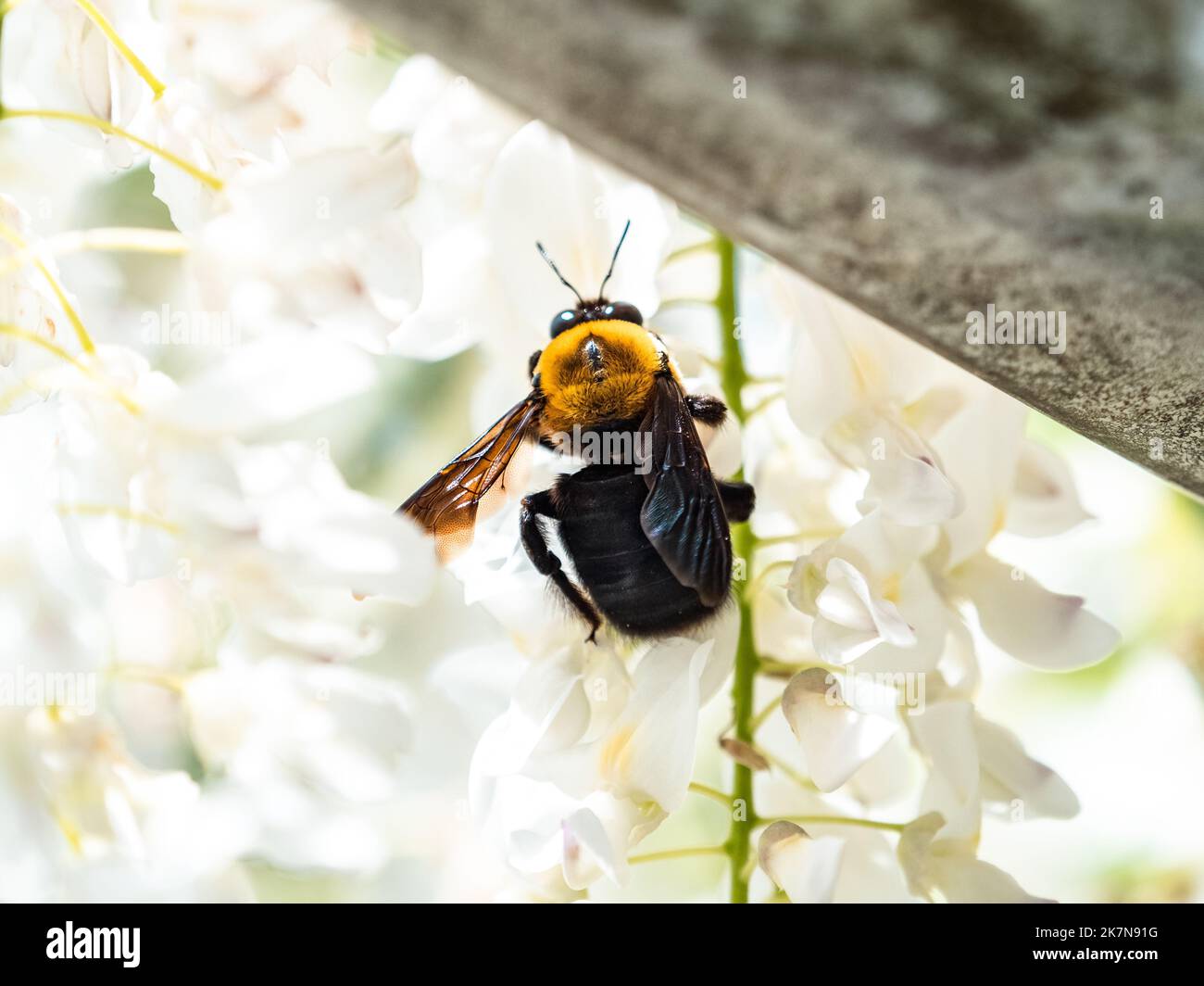 A close-up shot of Japanese Carpenter Bee (Xylocopa appendiculata) on ...