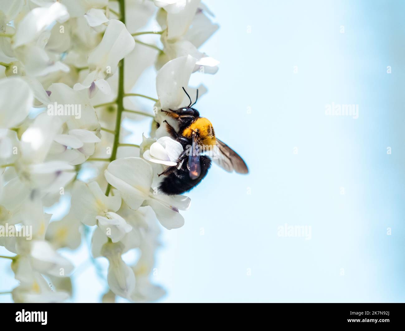 A beautiful shot of Japanese Carpenter Bee (Xylocopa appendiculata) on ...
