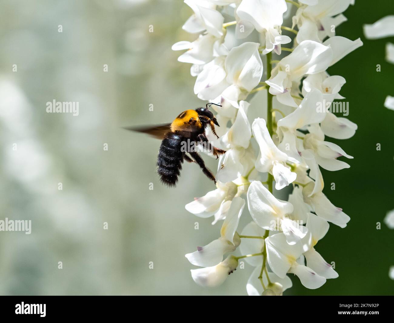 A selective shot of Japanese Carpenter Bee (Xylocopa appendiculata) on ...