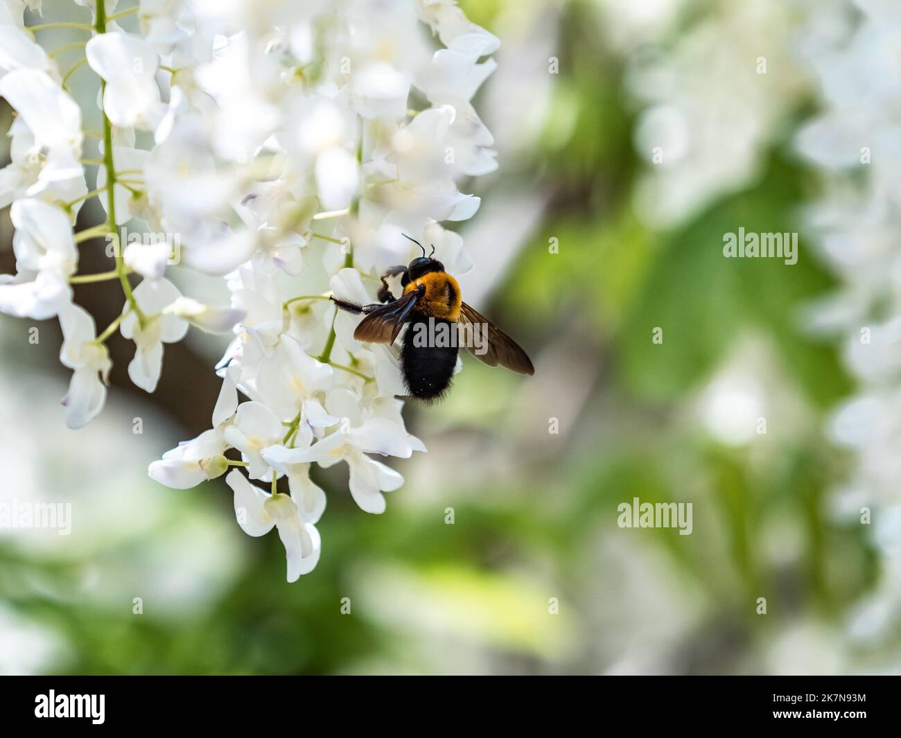 A selective shot of Japanese Carpenter Bee (Xylocopa appendiculata) on ...
