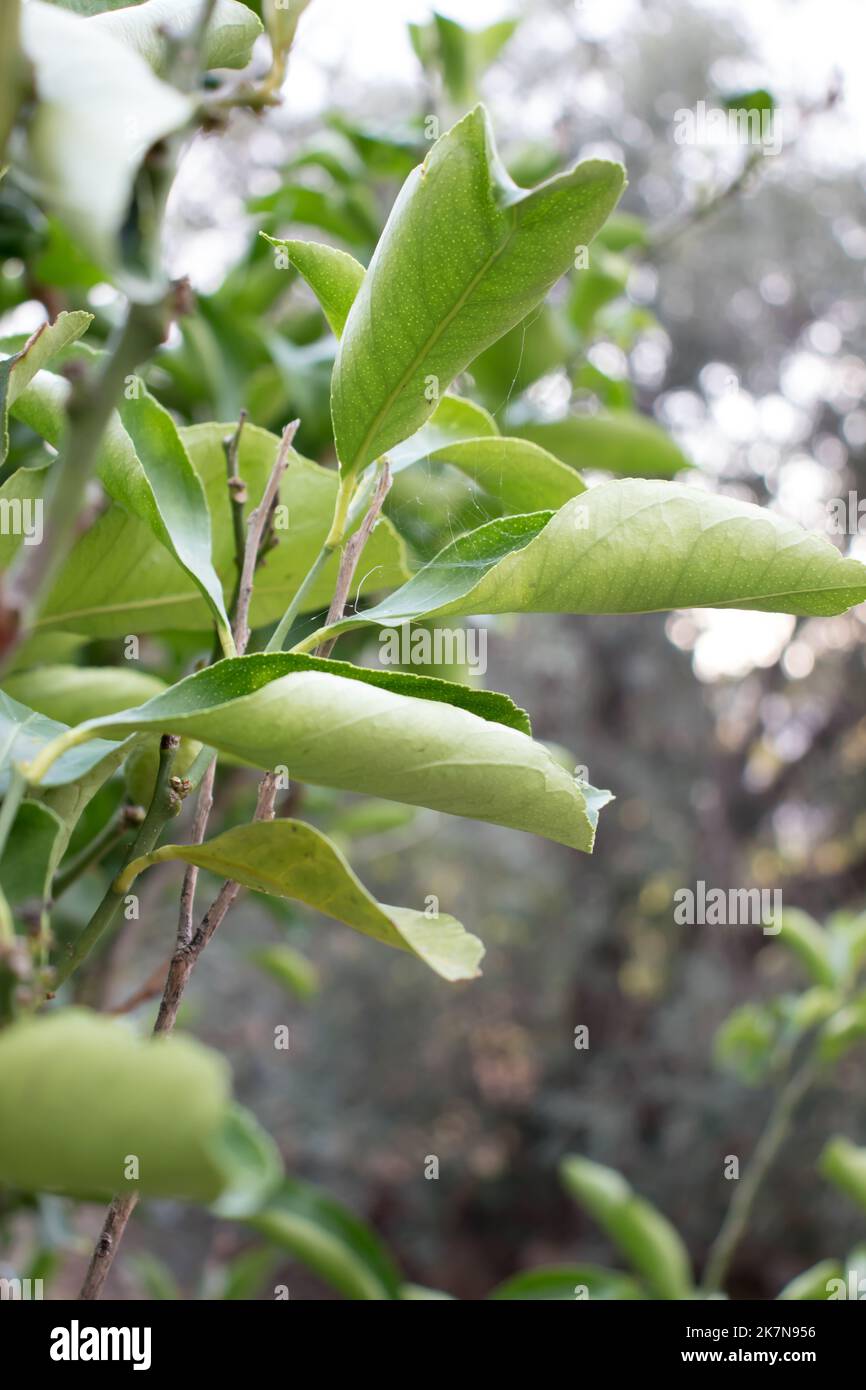 Lemon Tree Leaves