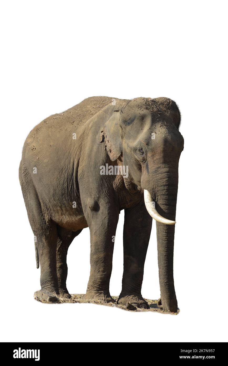 An Indian elephant with one tusk image isolated on white Stock Photo ...