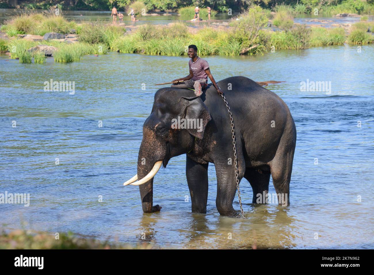 Coorg, India - January 8, 2014 - An Indian elephant with his attendant ...