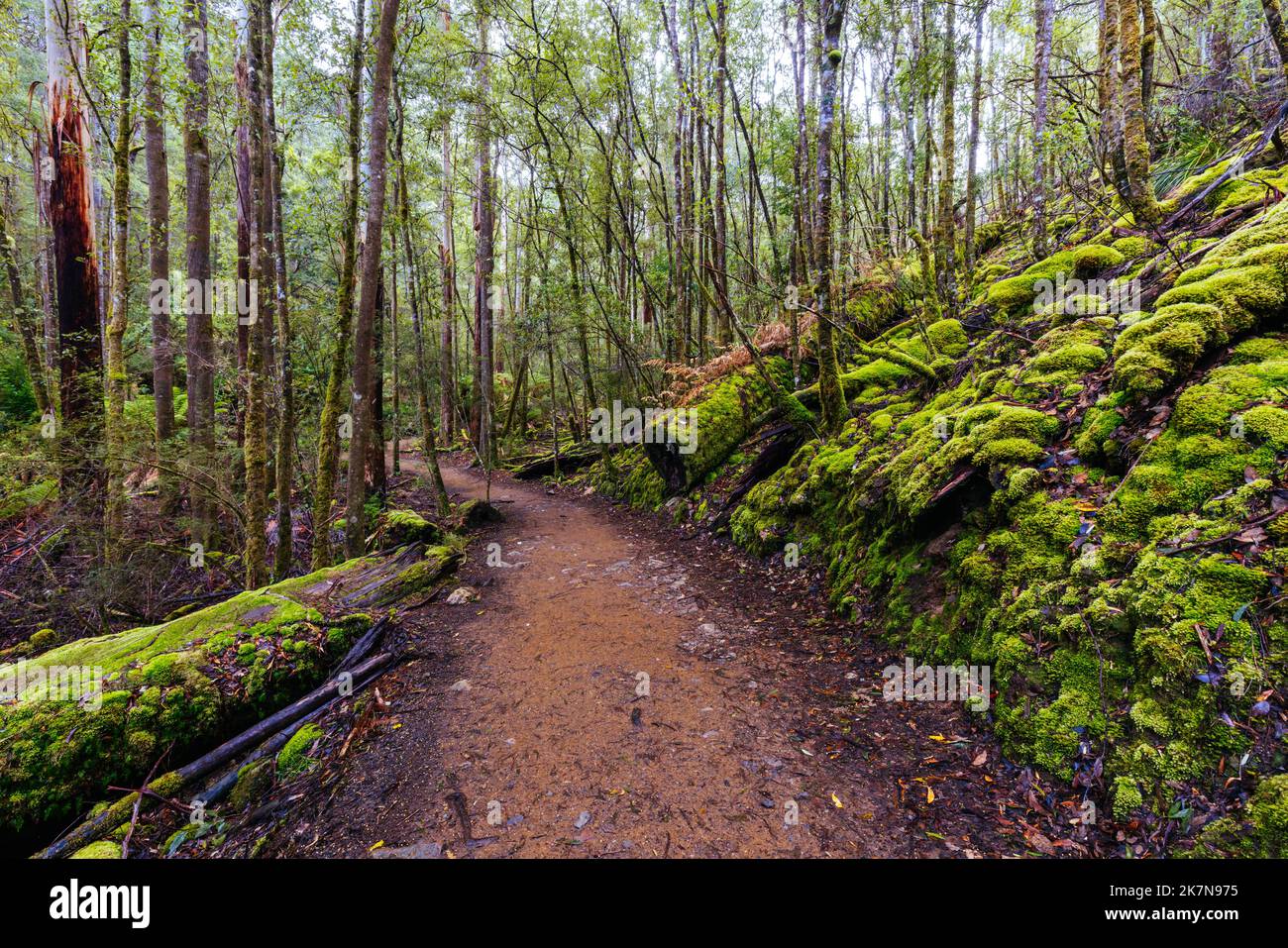 Mt Field National Park in Tasmania Australia Stock Photo - Alamy