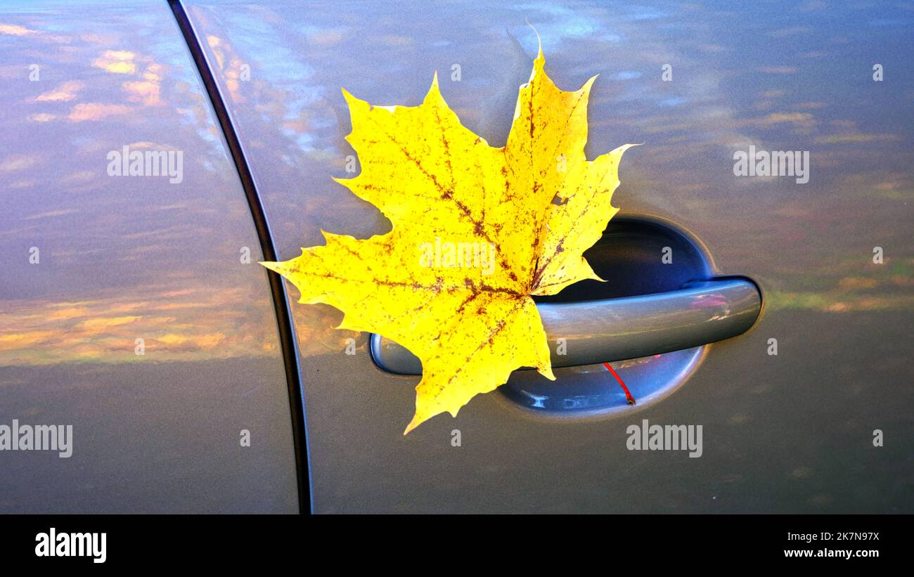 Falling maple leaves are stuck in the door handle of the car Stock ...