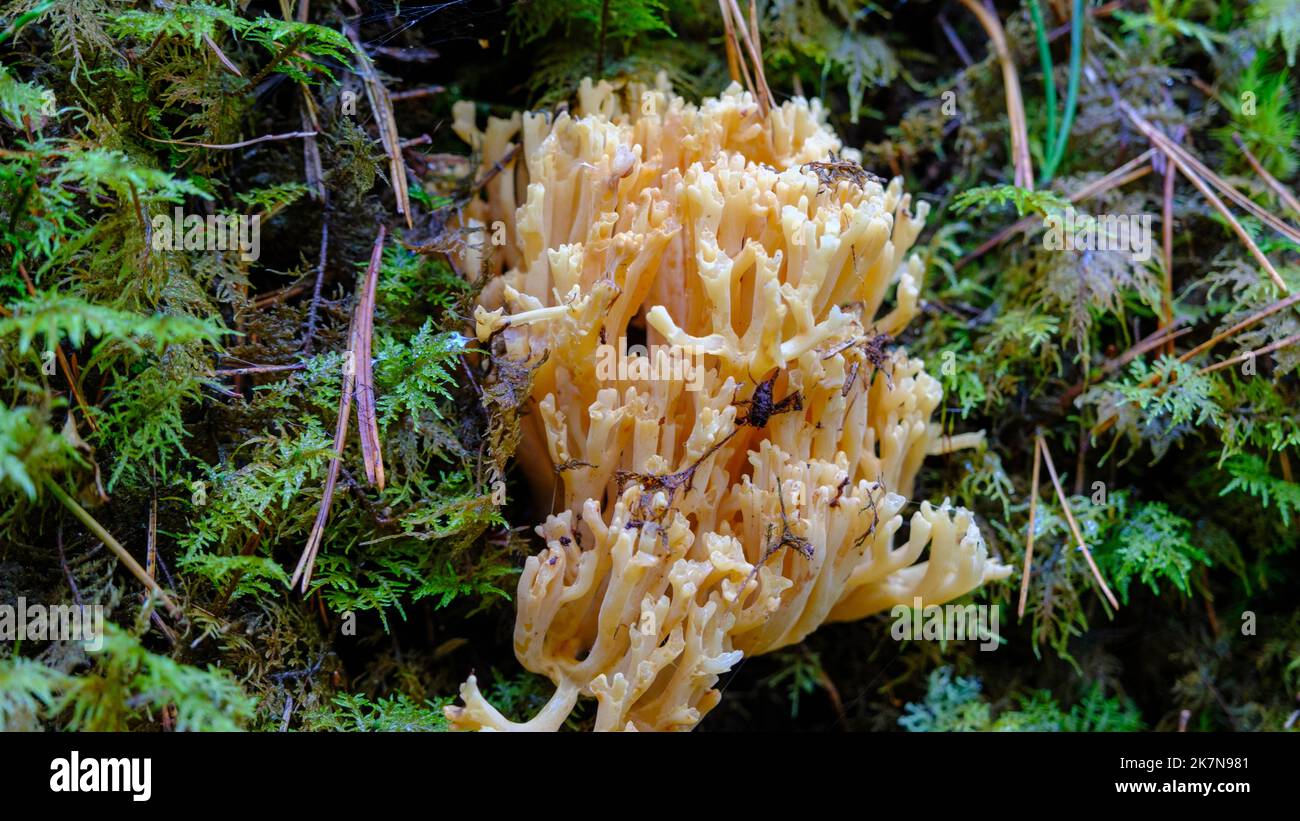 Ramaria aurea is a coral mushroom from the family Gomphaceae that grows ...