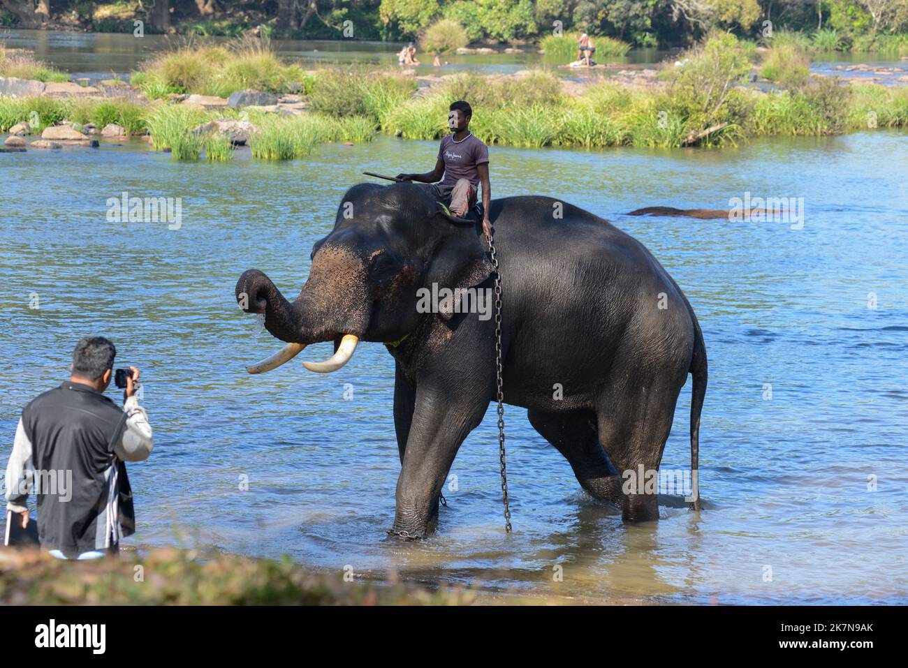 Coorg, India - January 8, 2014 - An Indian elephant with his rider in ...