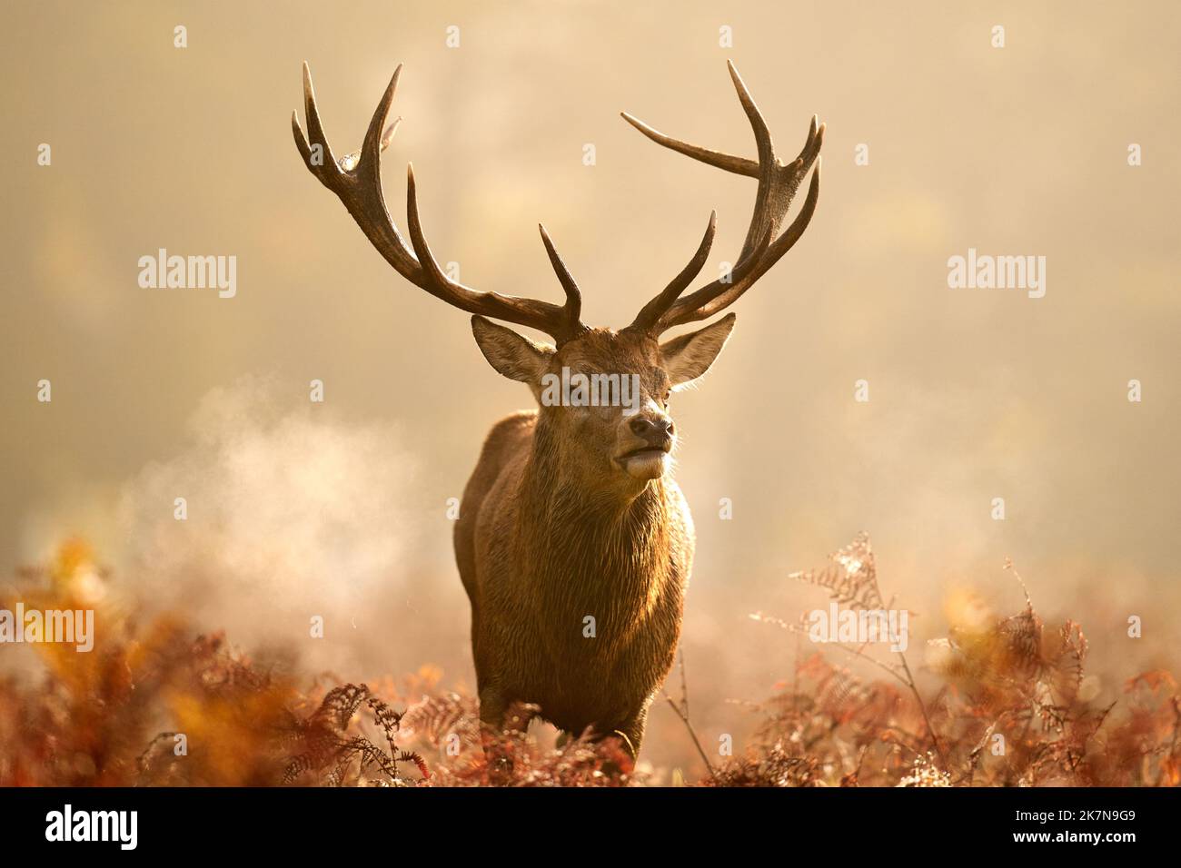 A red deer stag stands amongst the grassland in Bushy Park deer park ...