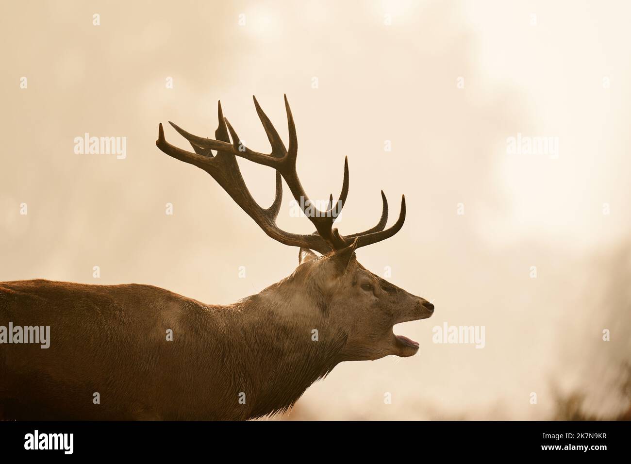 A red deer stag bellows in Bushy Park deer park, London. Picture date ...