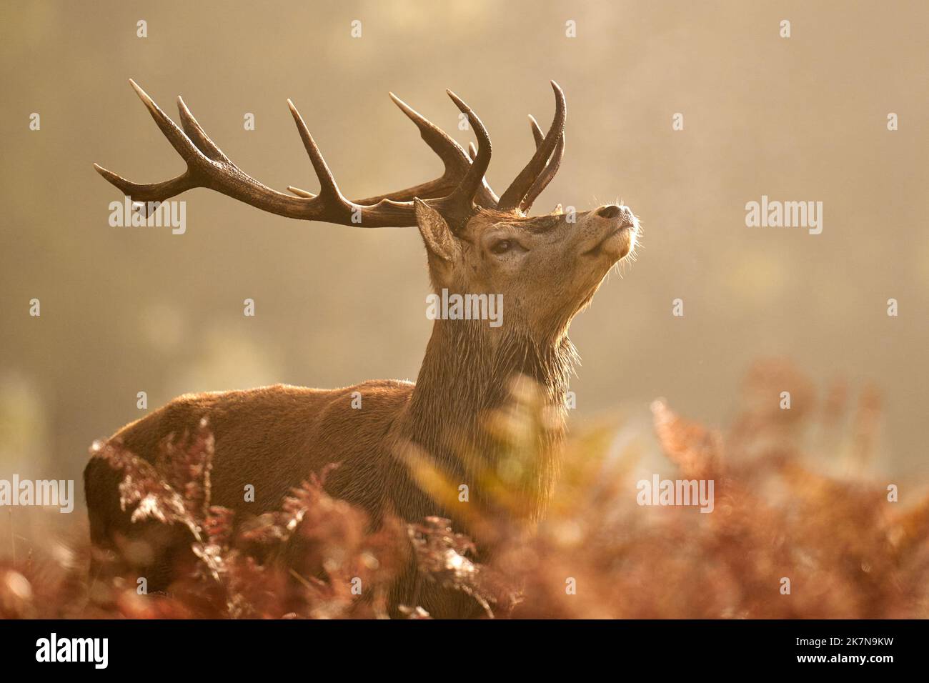 A red deer stag bellows in Bushy Park deer park, London. Picture date ...