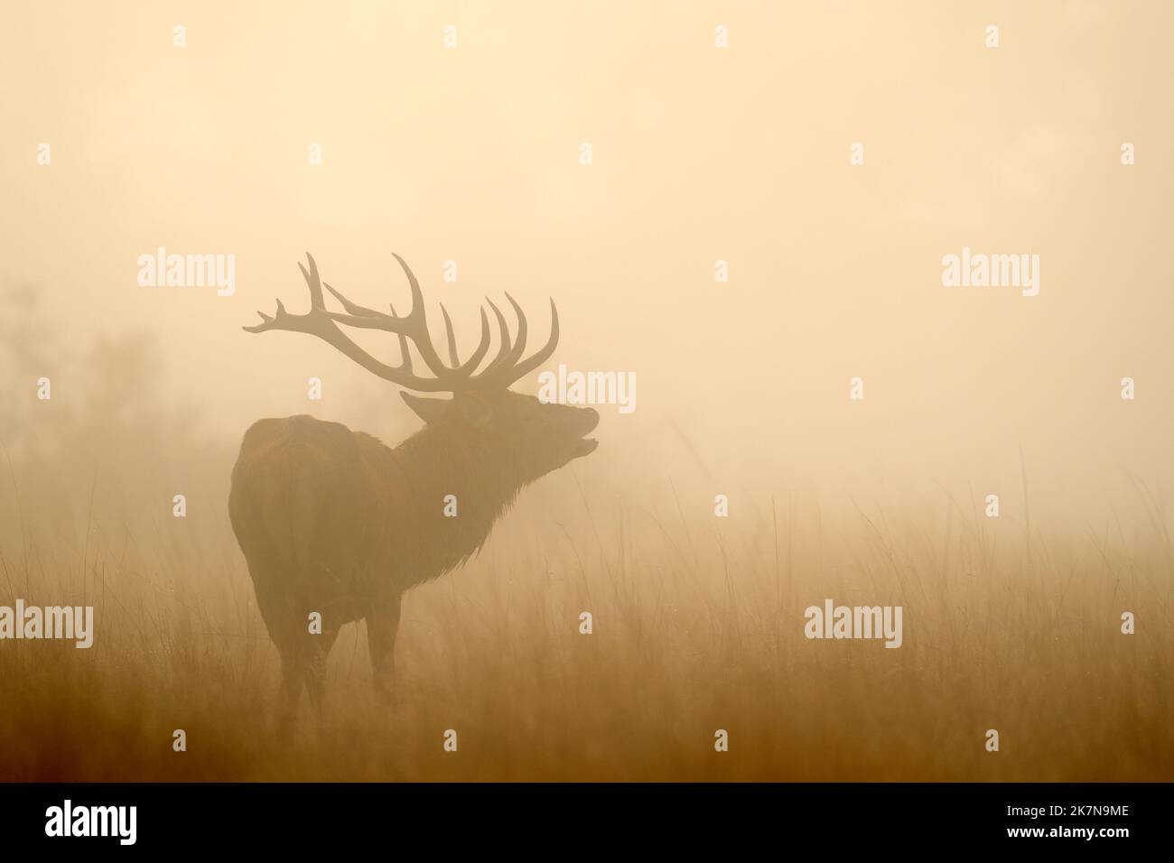A red deer stag bellows in Bushy Park deer park, London. Picture date ...
