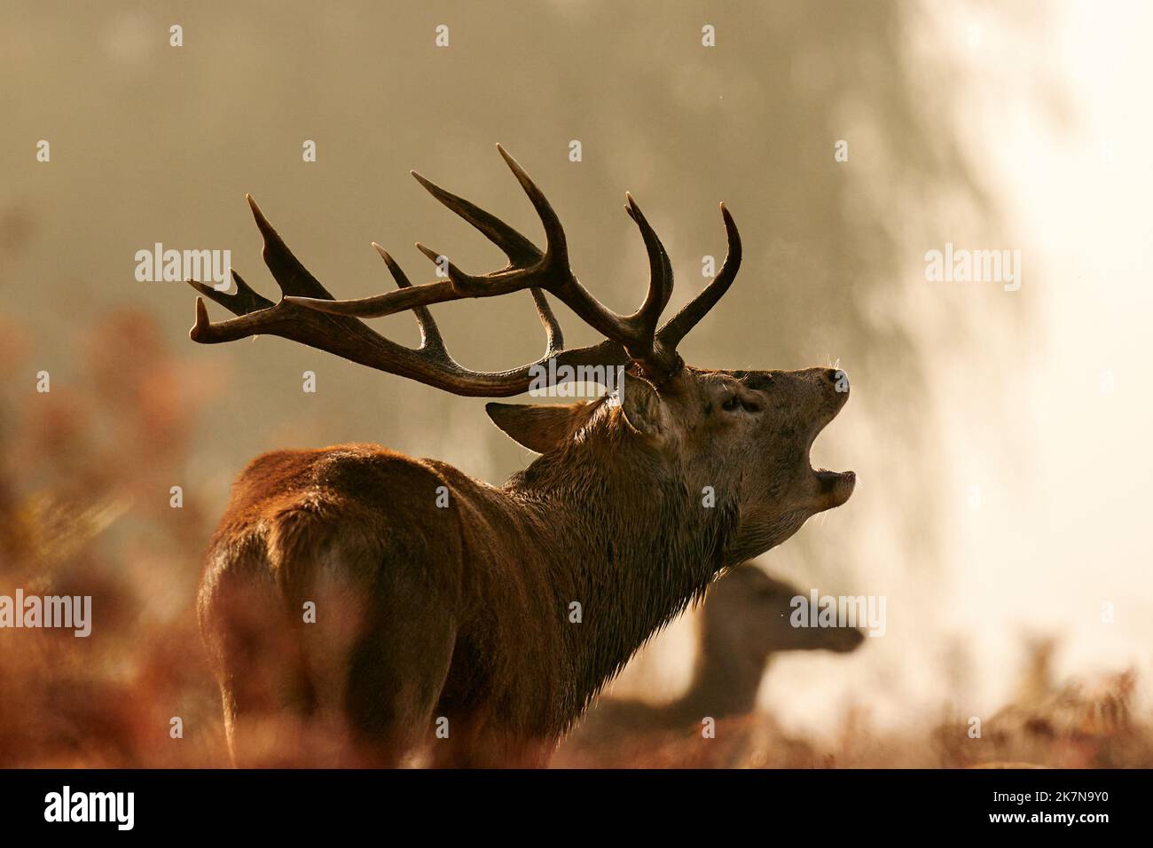 A red deer stag roars in Bushy Park deer park, London. Picture date ...