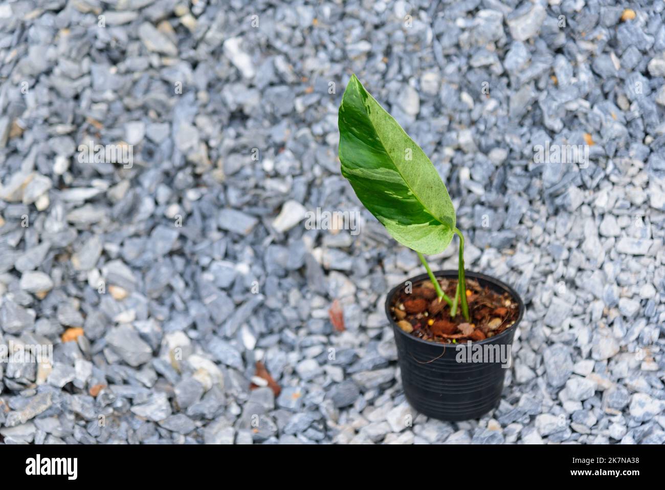 Fresh leaf of monstera laniata narrow form mint variegated in the pot ...