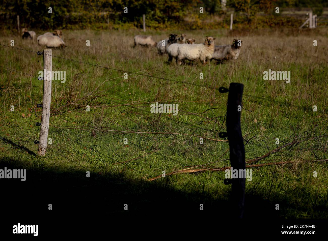 2022-10-18 12:50:37 BENNEVELD - Wolf-proof fence at a sheep farmer in ...