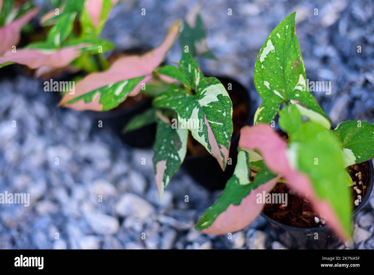 syngonium red spot tricolor in the pot Stock Photo - Alamy