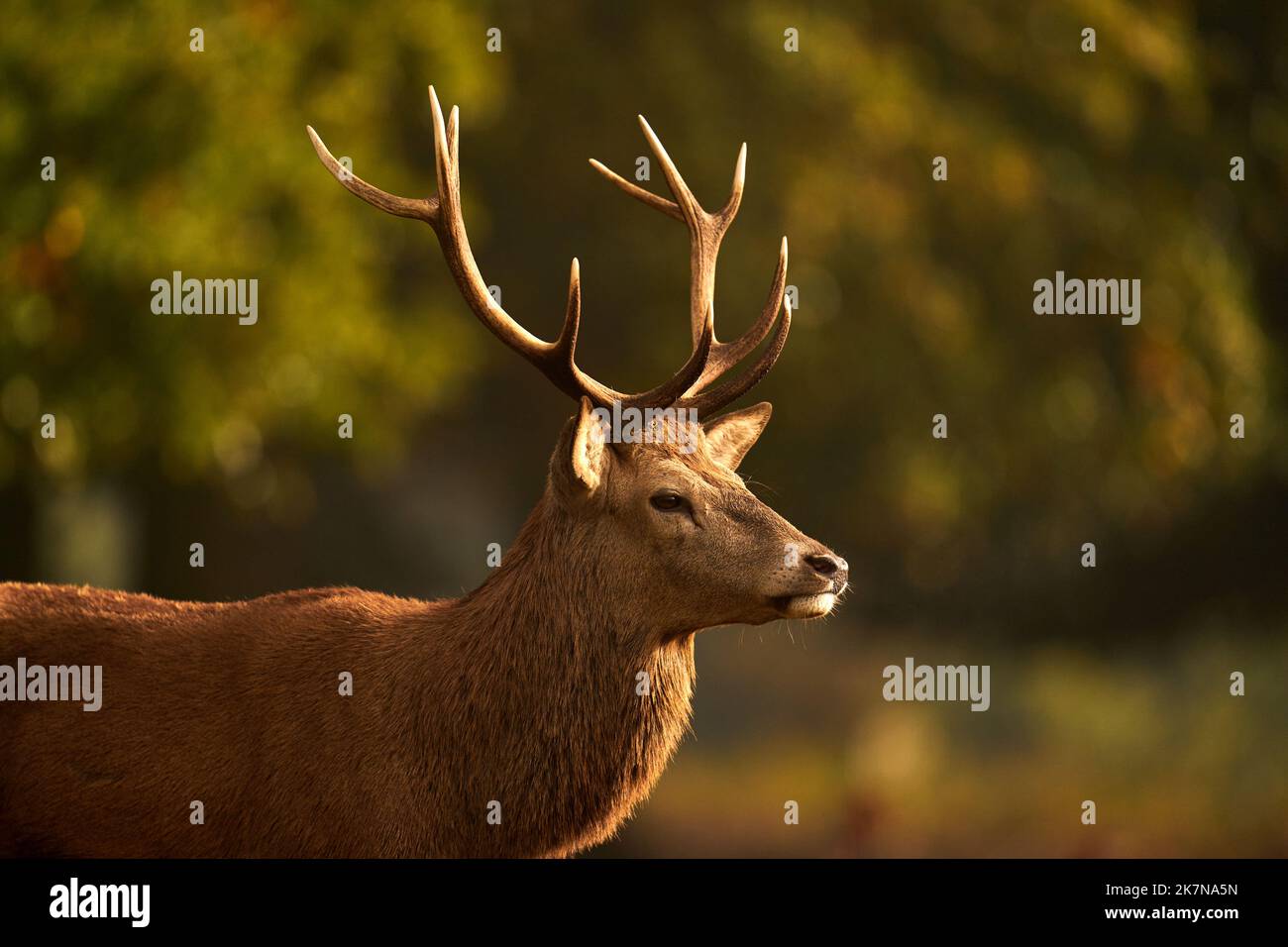 A red deer stag stands amongst the grassland in Bushy Park deer park ...