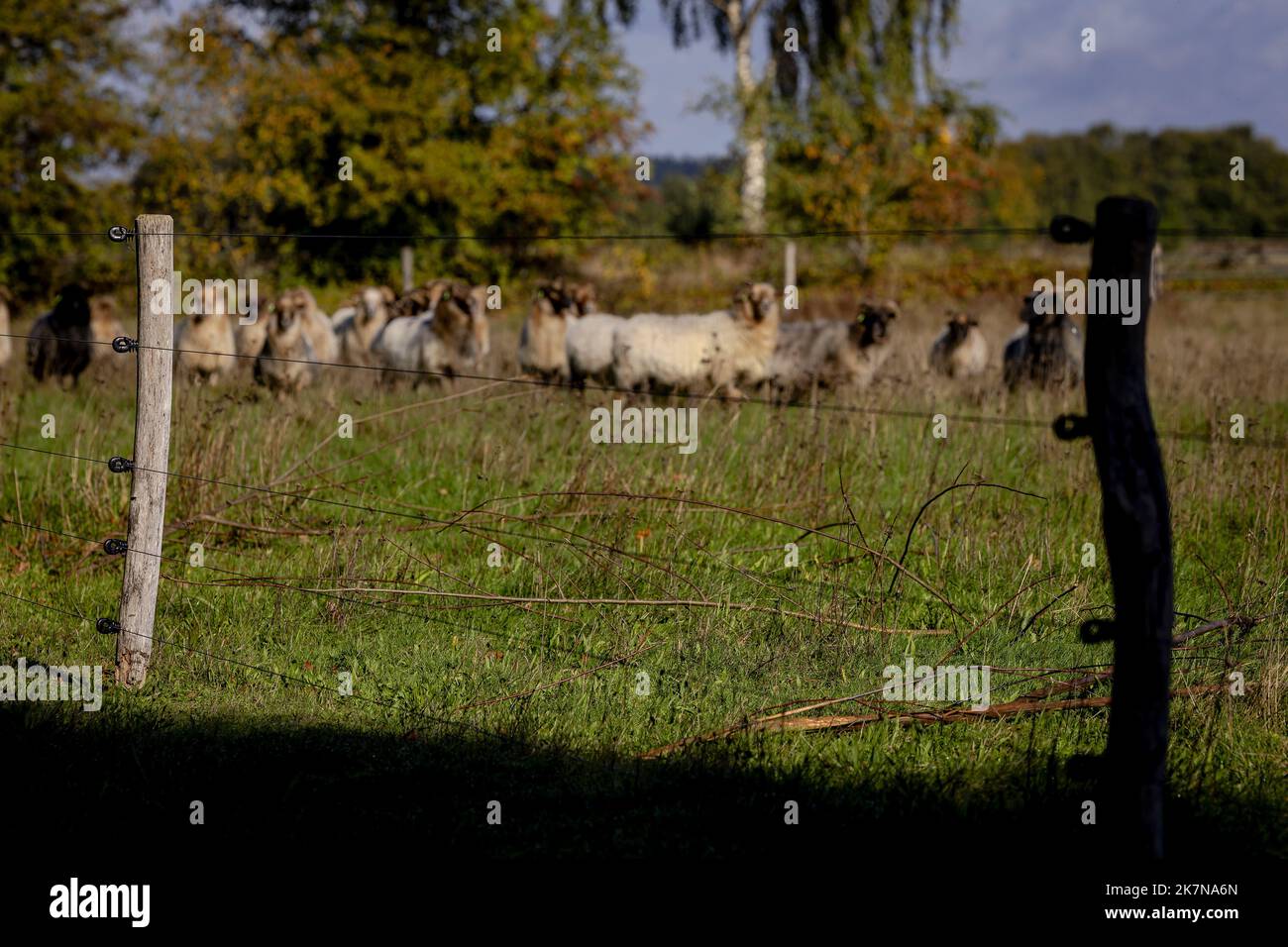 2022-10-18 12:50:54 BENNEVELD - Wolf-proof fence at a sheep farmer in ...