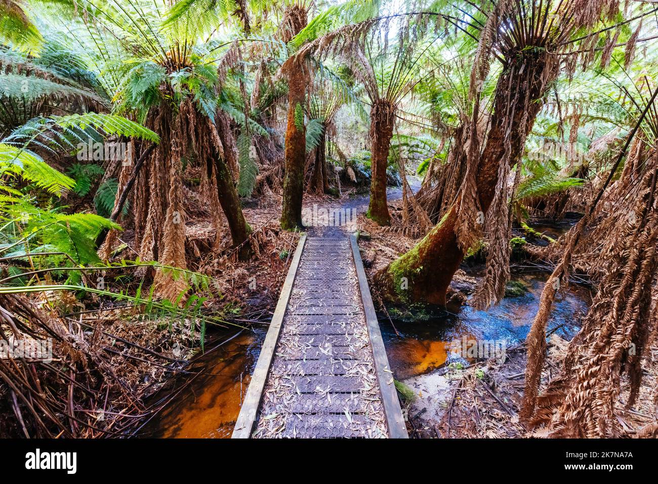 Halls falls tasmania hi-res stock photography and images - Alamy