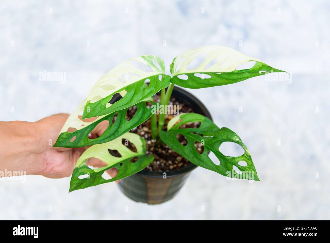Monstera adansonii albo variegated giant Stock Photo - Alamy