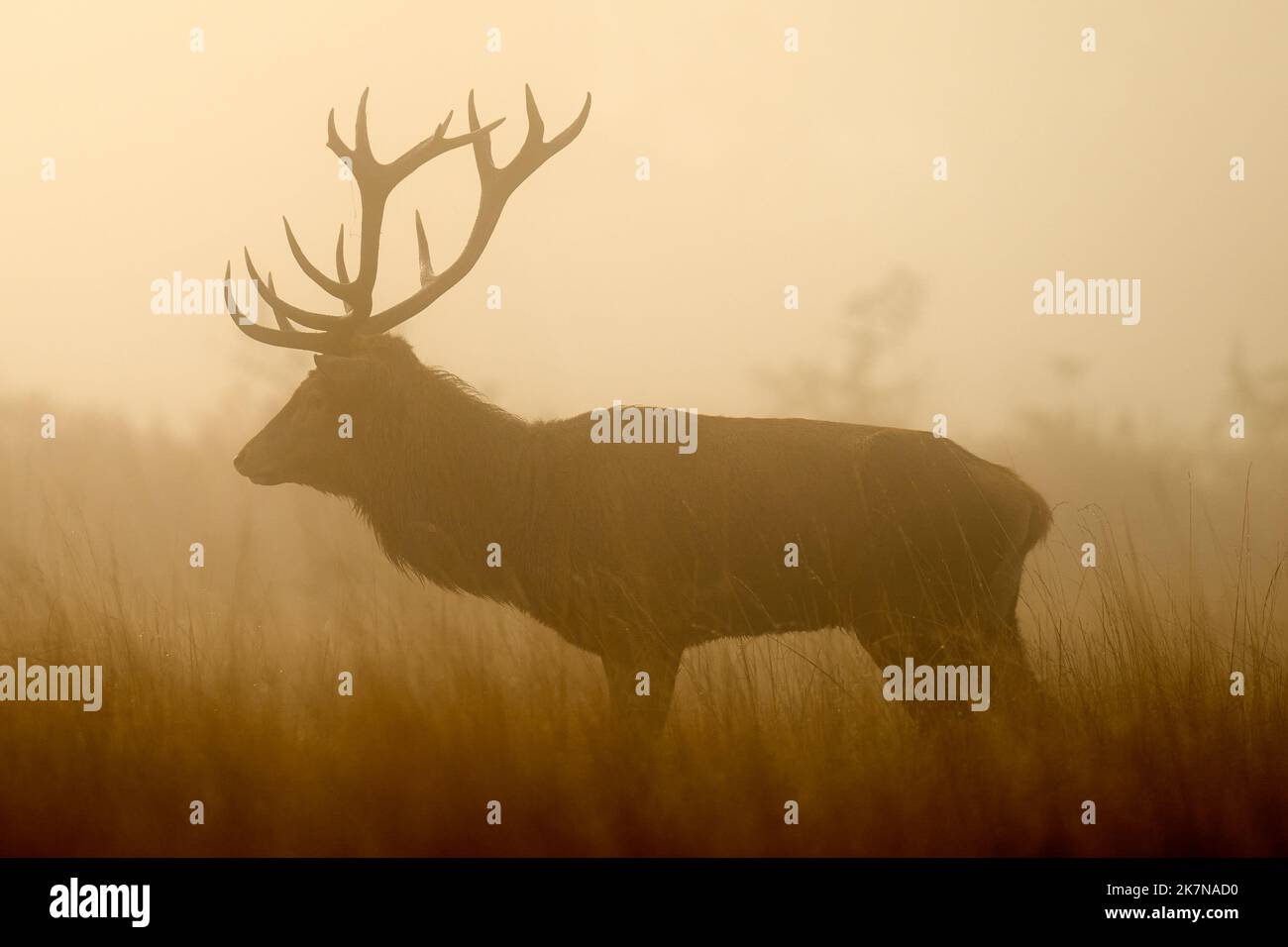 A red deer stag stands amongst the grassland in Bushy Park deer park ...