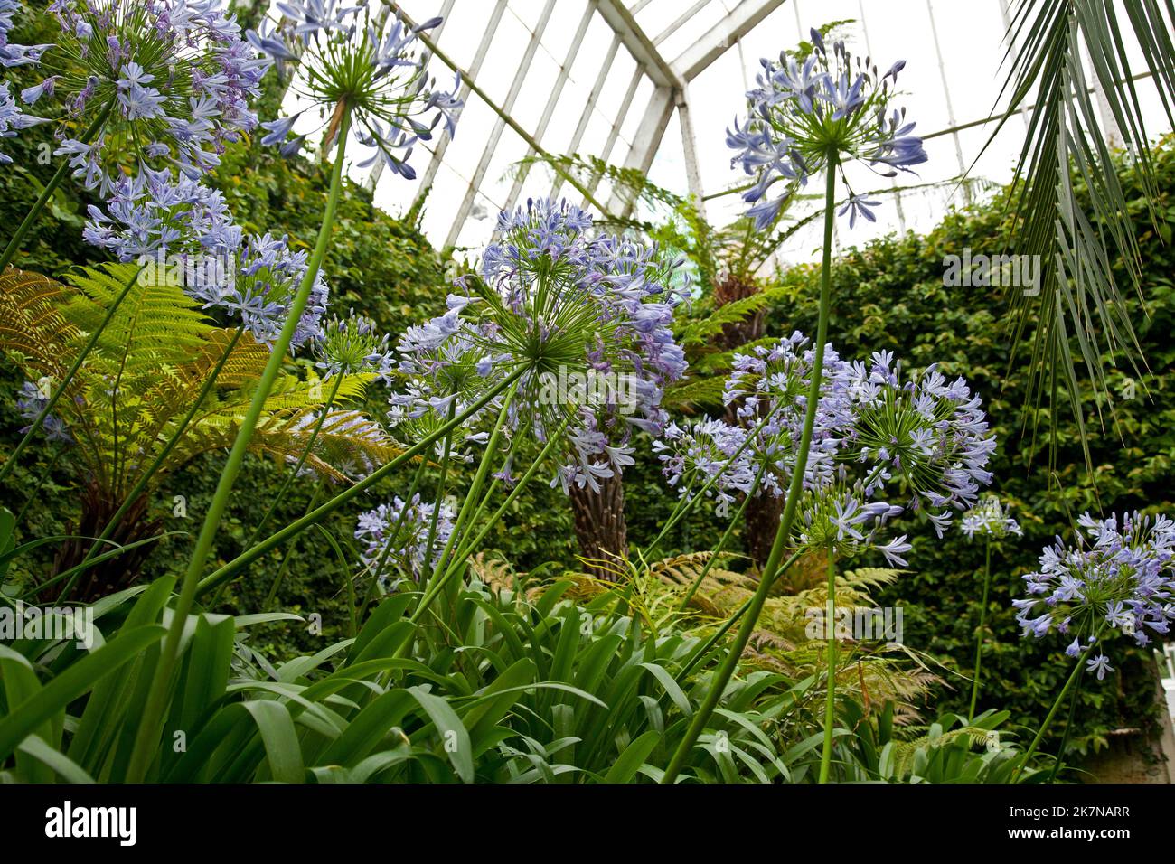 Exotic plants in a tropical greenhouse Stock Photo - Alamy