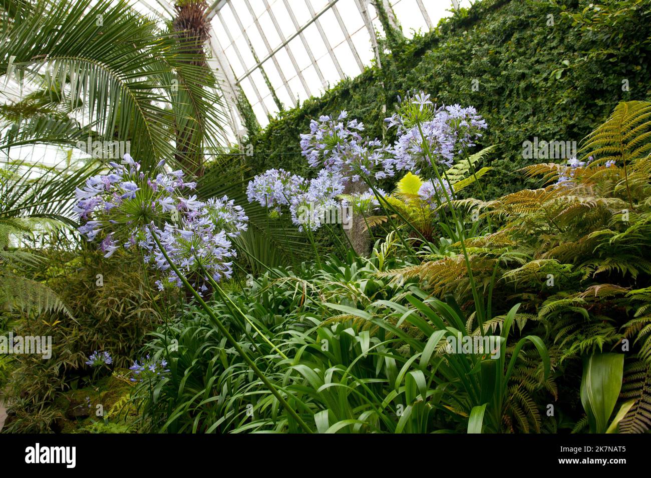 Exotic plants in a tropical greenhouse Stock Photo - Alamy