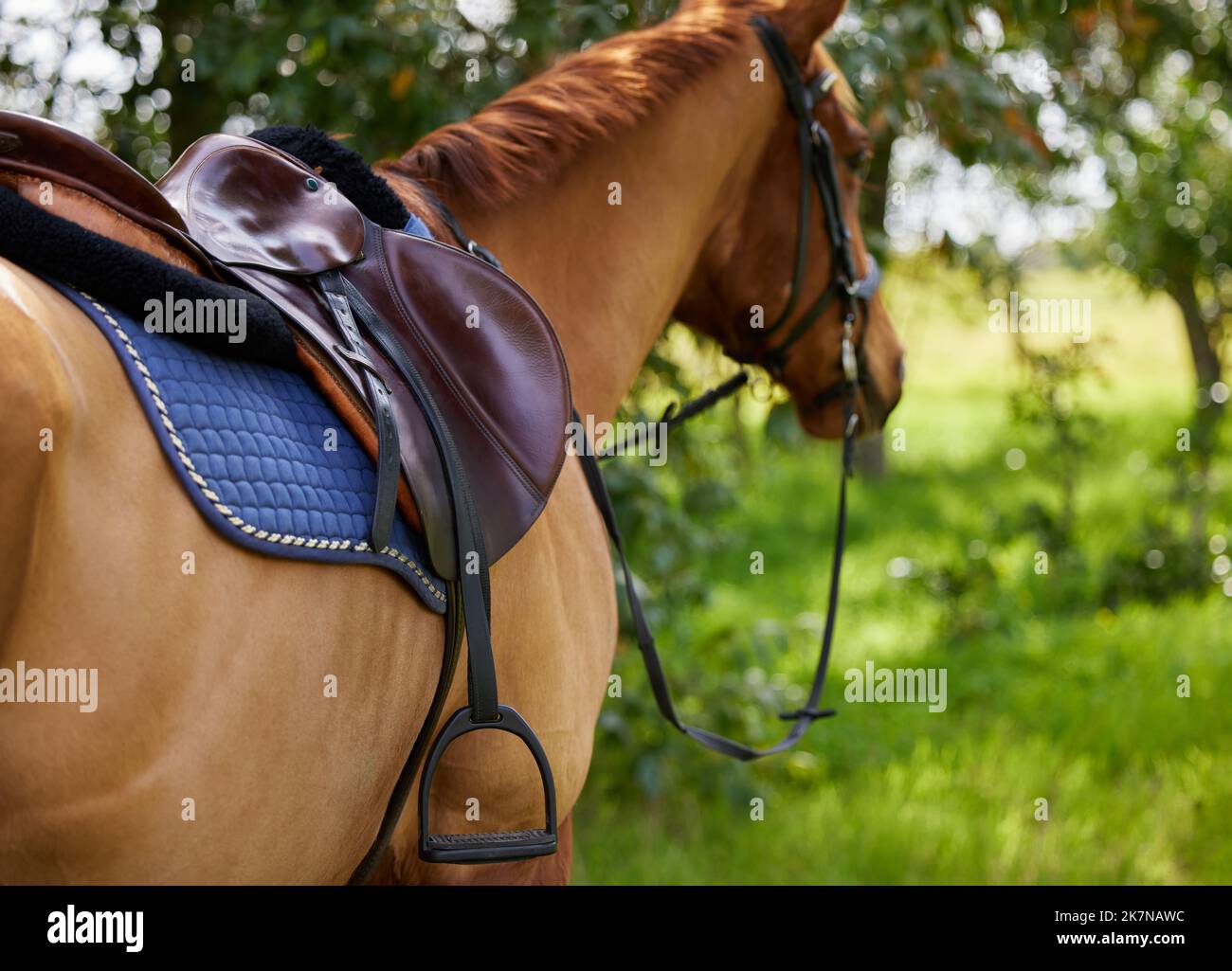 Sometimes a wild horse needs to feel that his rider. a horse standing ...