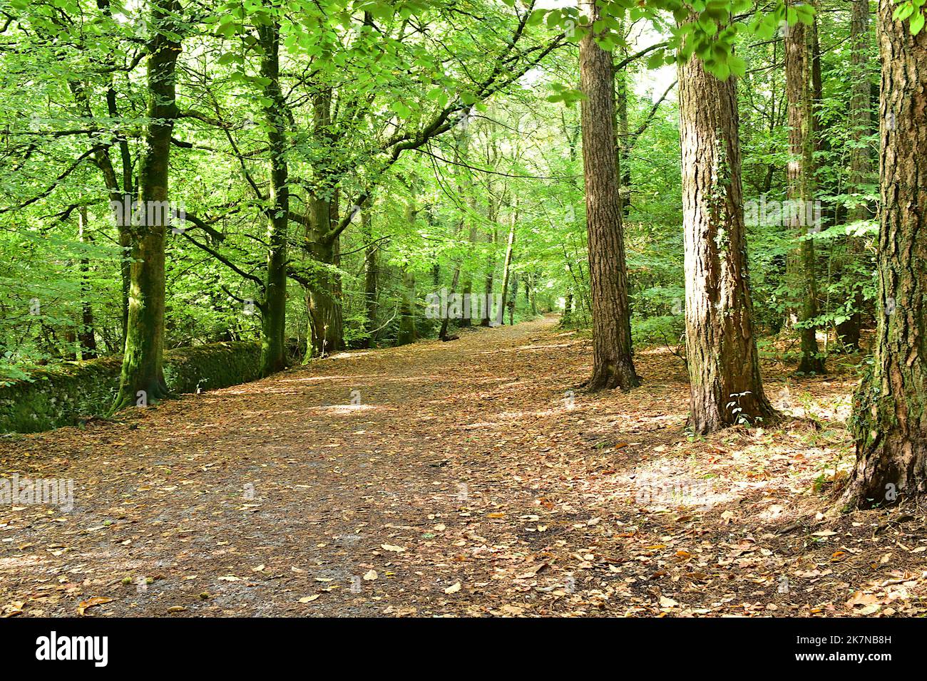 Conkers forest hi-res stock photography and images - Alamy