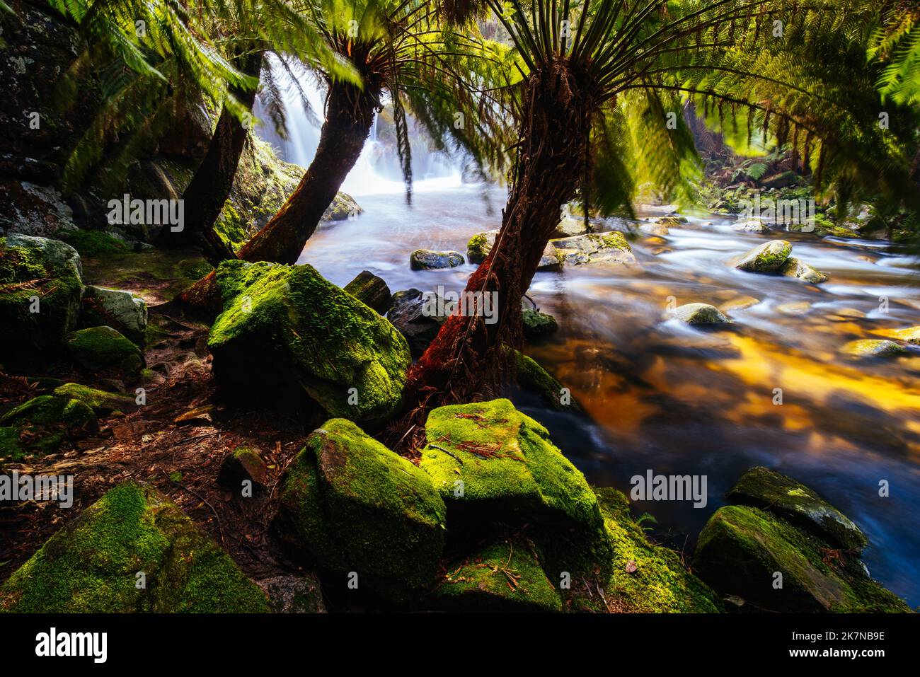Halls falls tasmania hi-res stock photography and images - Alamy