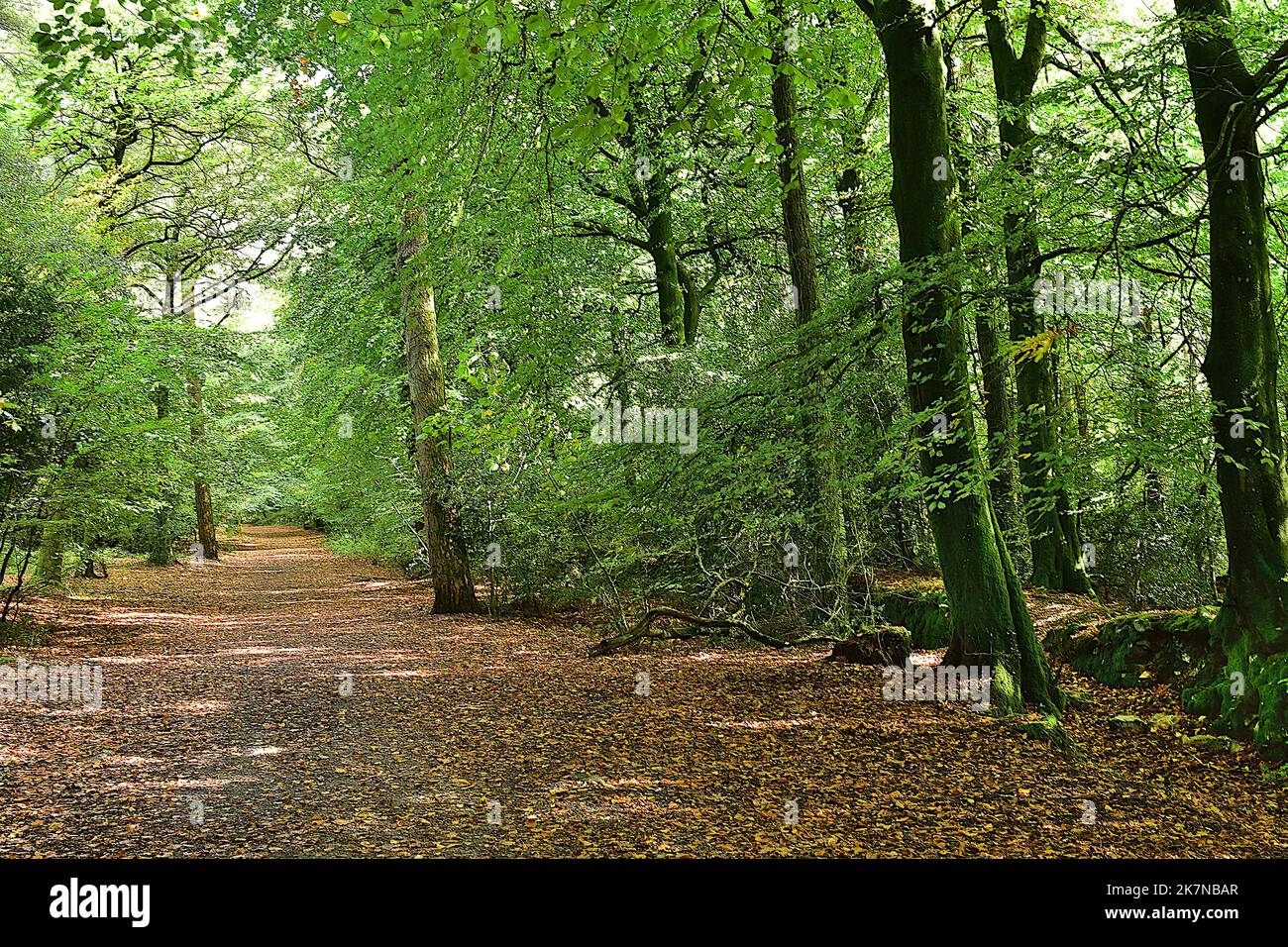 Conkers forest hi-res stock photography and images - Alamy