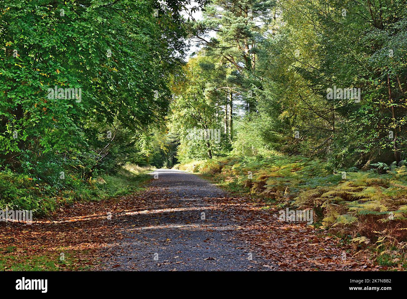 Conkers forest hi-res stock photography and images - Alamy