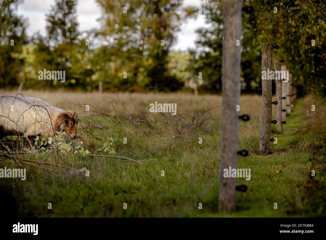 2022-10-18 13:38:21 BENNEVELD - Wolf-proof fence at a sheep farmer in ...