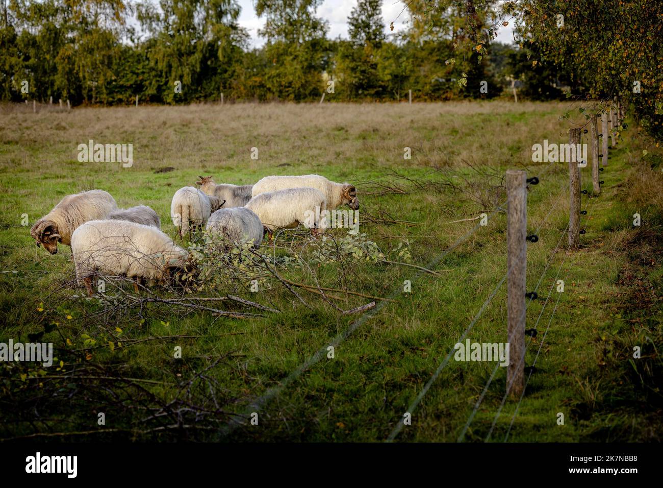 2022-10-18 13:39:56 BENNEVELD - Wolf-proof fence at a sheep farmer in ...
